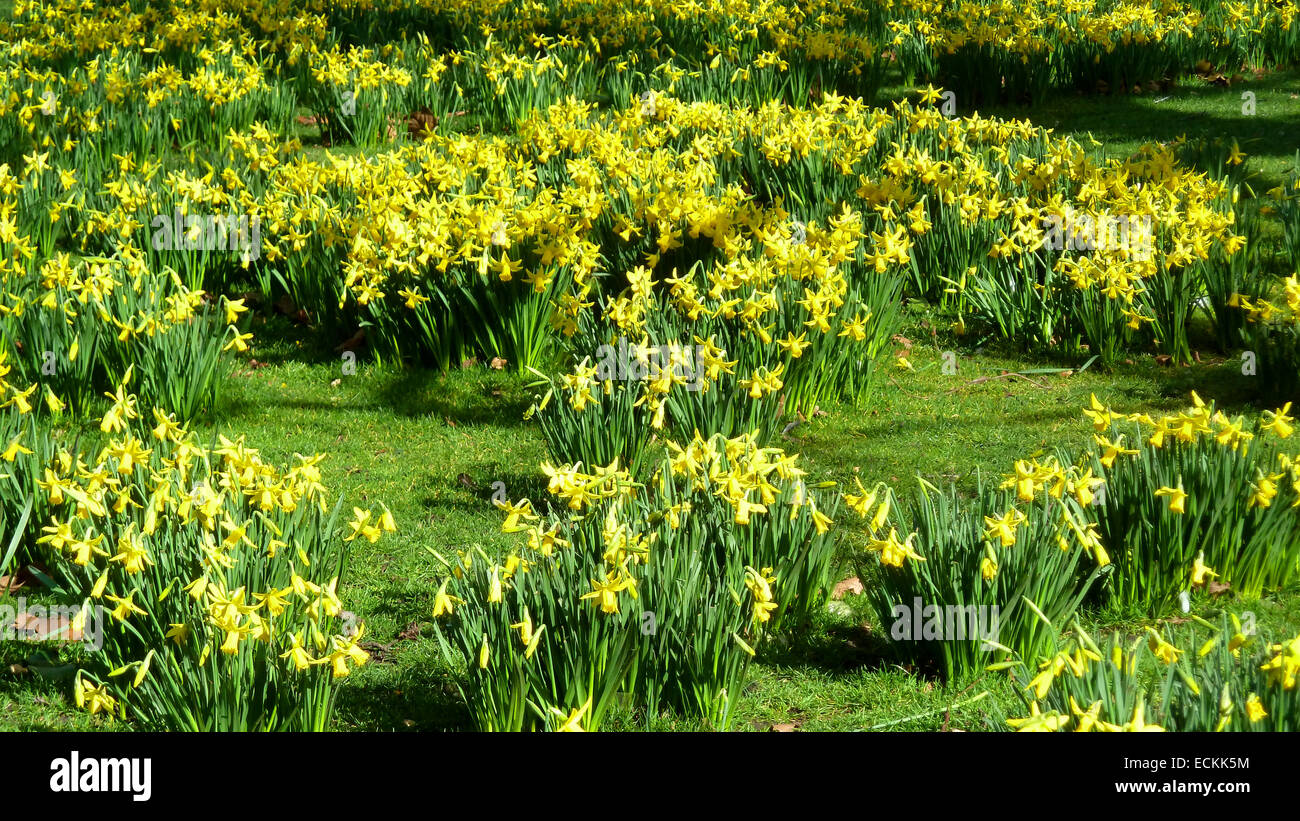 Daffodil field spring hi-res stock photography and images - Alamy