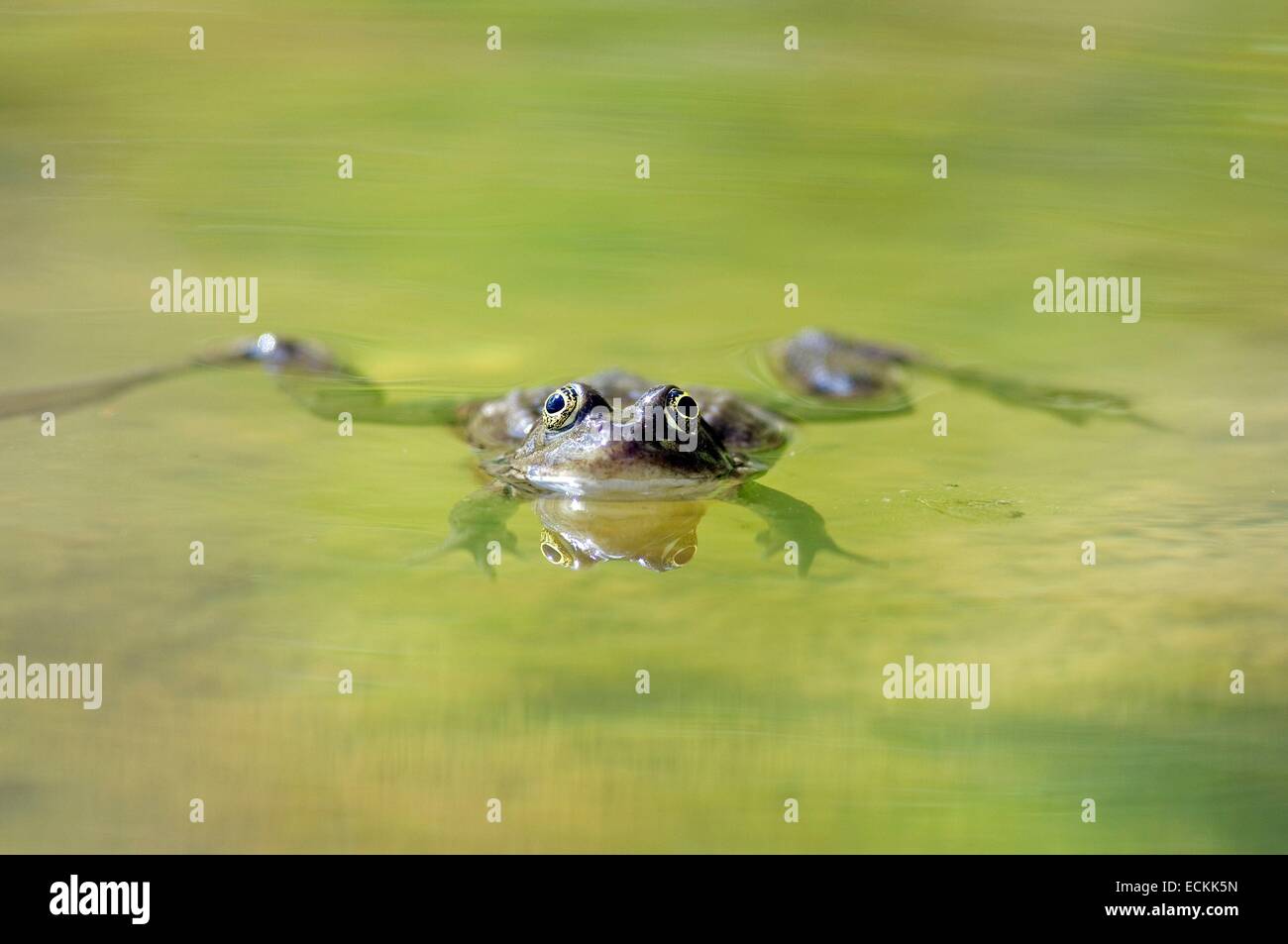 Pool Frog or little green frog (Pelophylax lessonae Stock Photo - Alamy