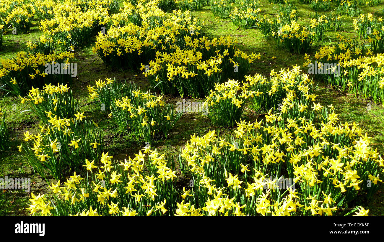 Daffodil field spring hi-res stock photography and images - Alamy