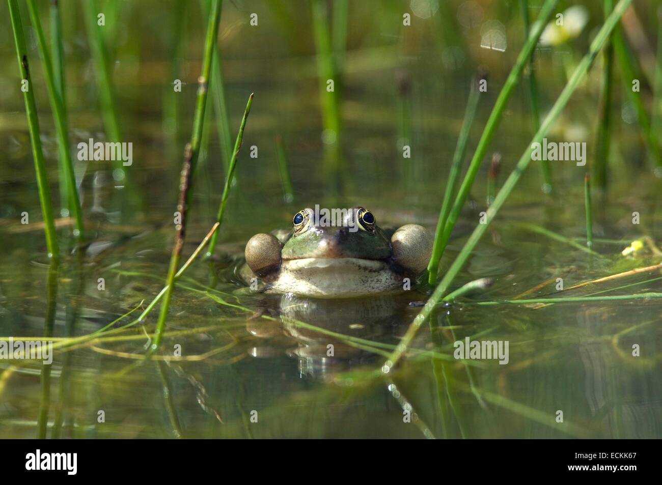 Marsh Frog - swollen vocal Bags Stock Photo - Alamy
