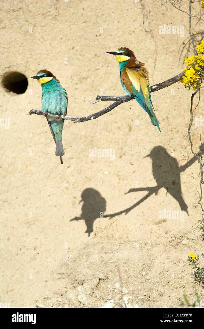 European Bee-eater (Merops apiaster), couple and shadow Stock Photo - Alamy