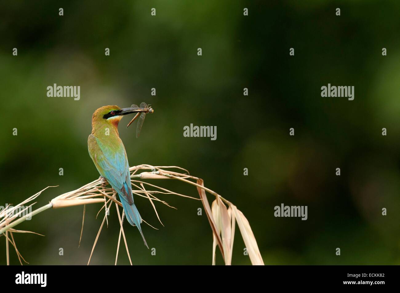 Thailand, Blue-tailed bee-eater (Merops philippinus), and prey Stock ...
