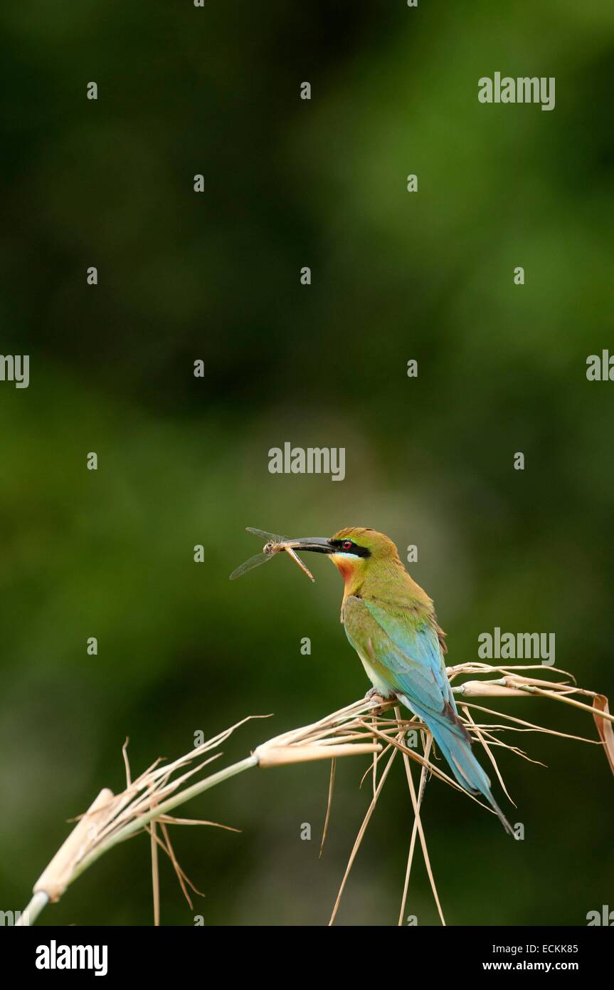 Blue tailed bee eater with prey hi-res stock photography and images - Alamy