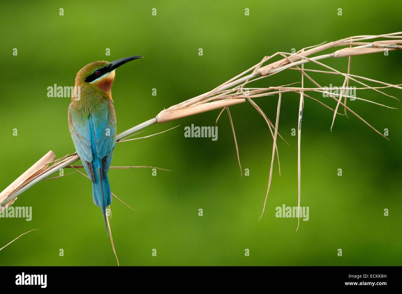 Thailand, Blue-tailed bee-eater (Merops philippinus Stock Photo - Alamy