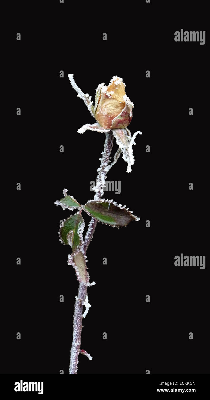 Rose with frost hi-res stock photography and images - Alamy