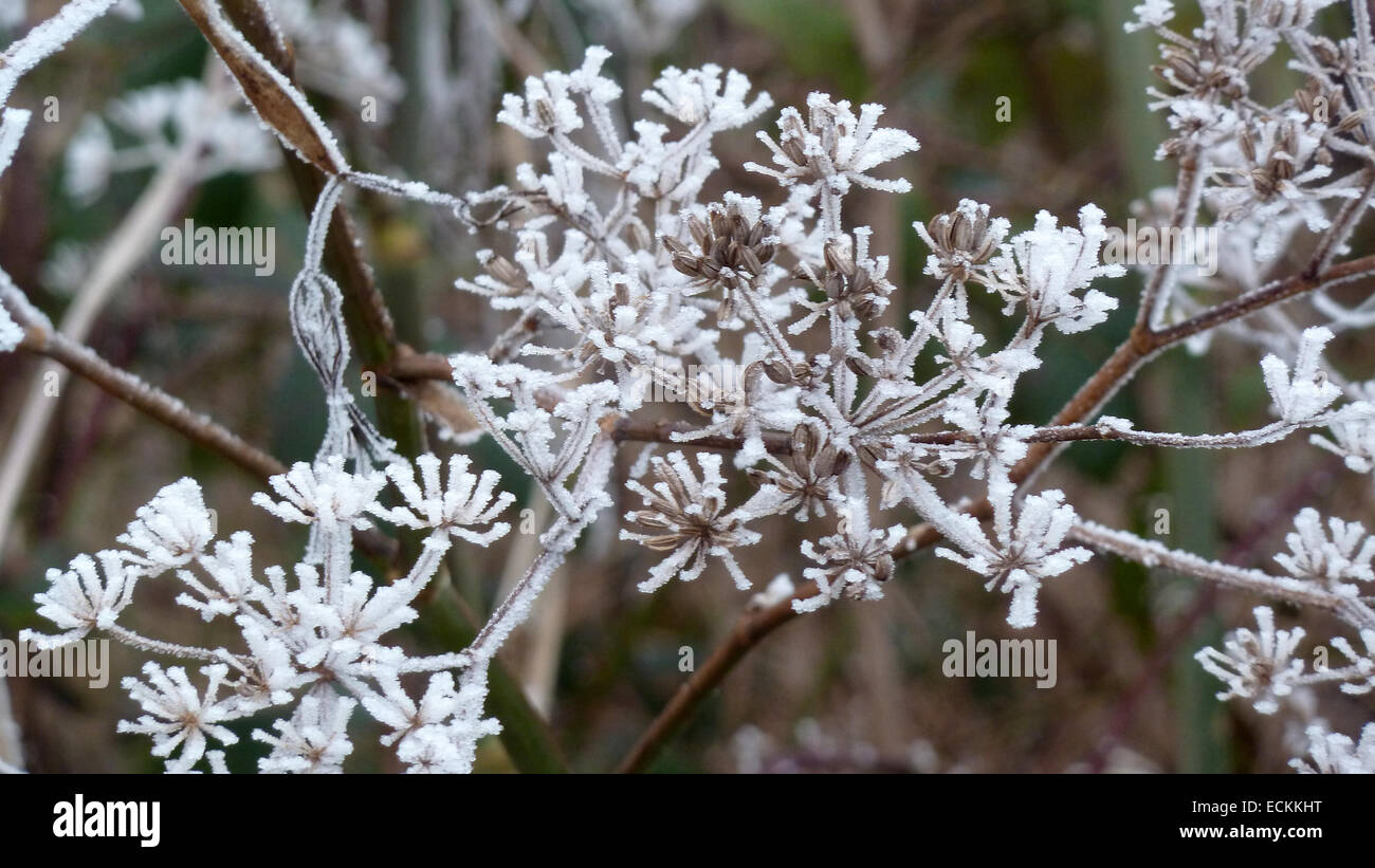 Grass smog hi-res stock photography and images - Alamy