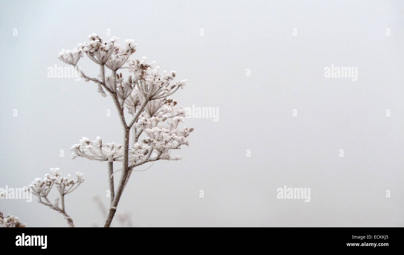Grass smog hi-res stock photography and images - Alamy