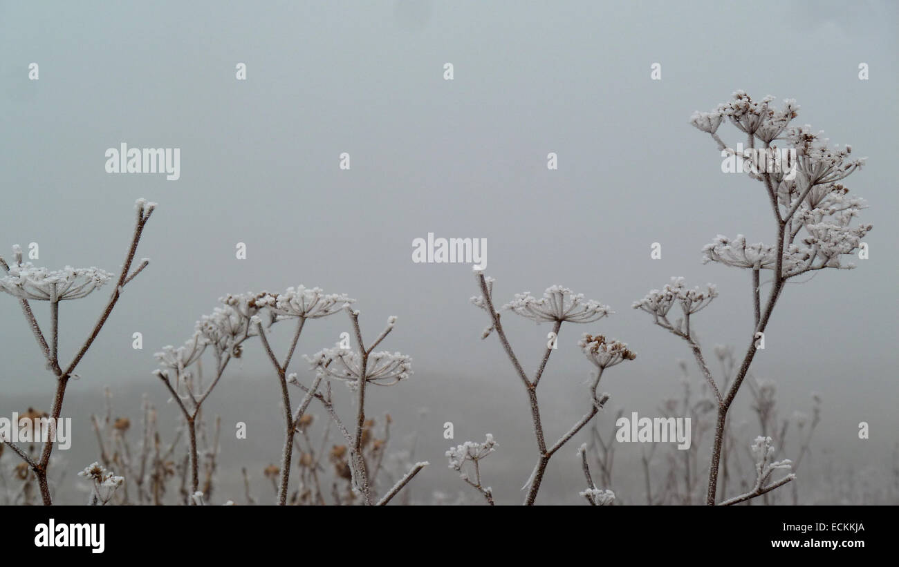 Grass smog hi-res stock photography and images - Alamy
