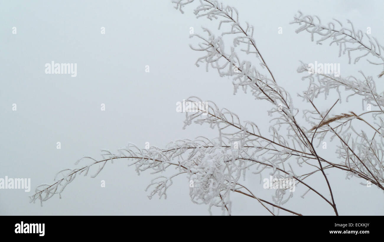 Grass smog hi-res stock photography and images - Alamy
