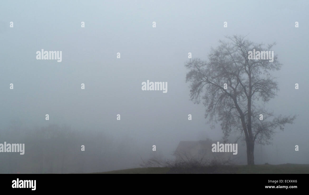 Ghost willow tree hi-res stock photography and images - Alamy
