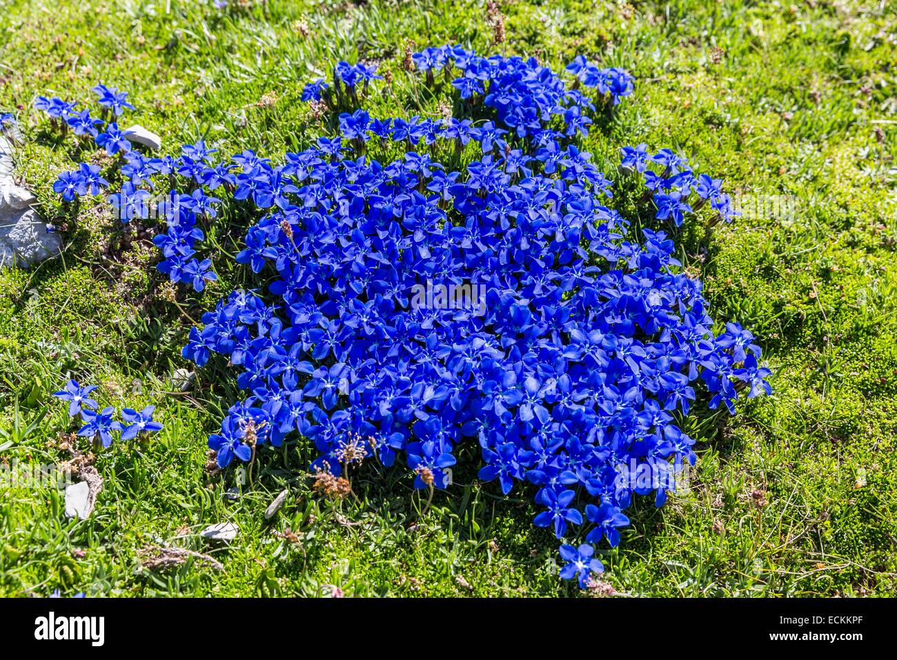 National flower of spain hi-res stock photography and images - Alamy