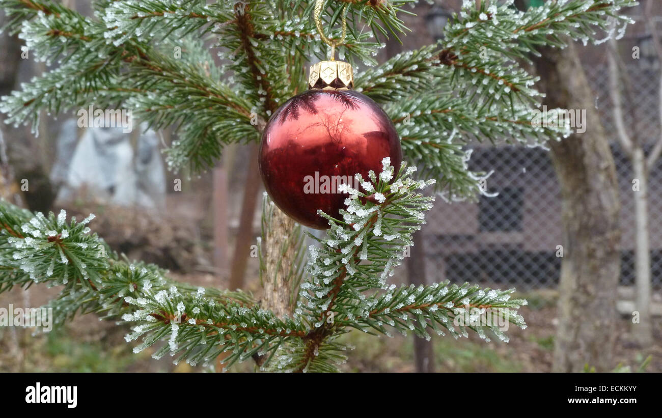 Frosted pine tree branch with Christmas decoration Stock Photo - Alamy