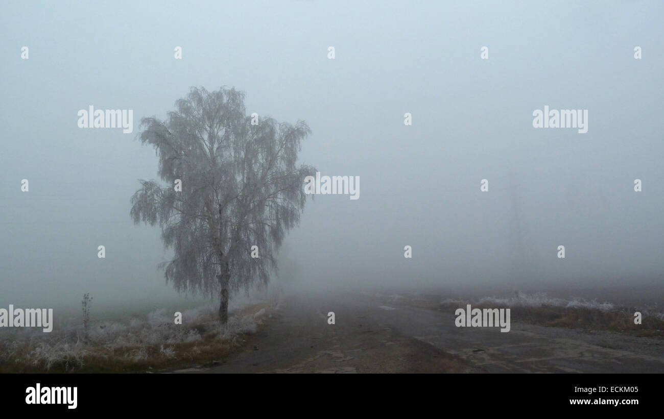 Ghost willow tree hi-res stock photography and images - Alamy