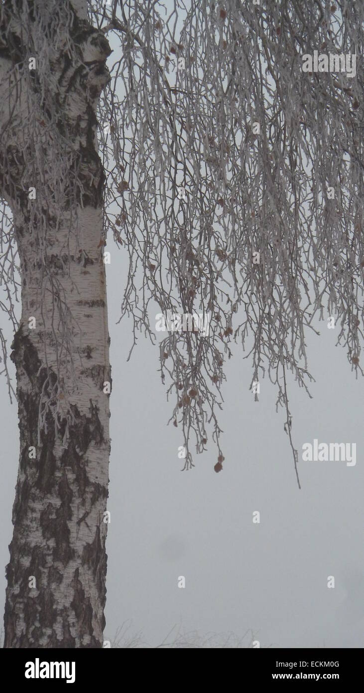 Willow tree hi-res stock photography and images - Alamy