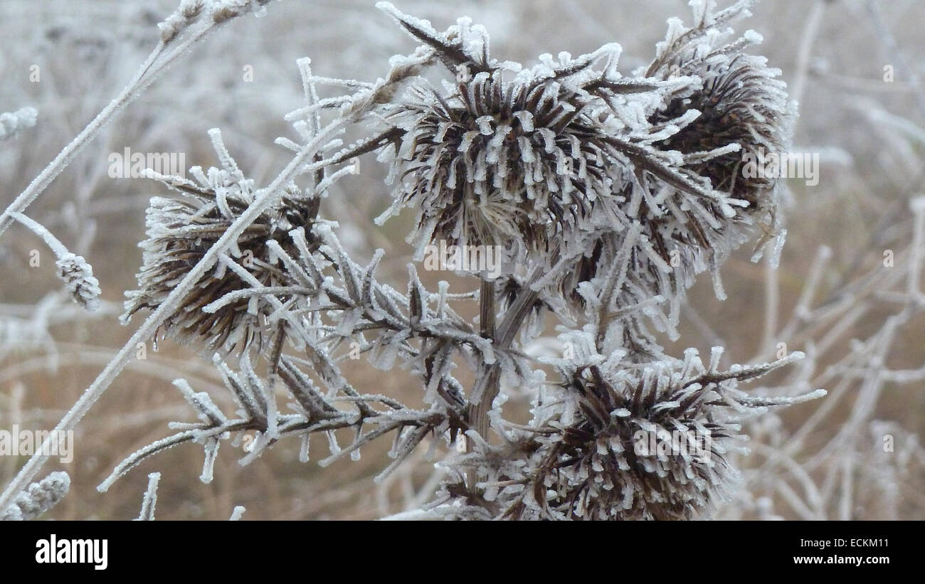 Frost frozen ice hi-res stock photography and images - Alamy
