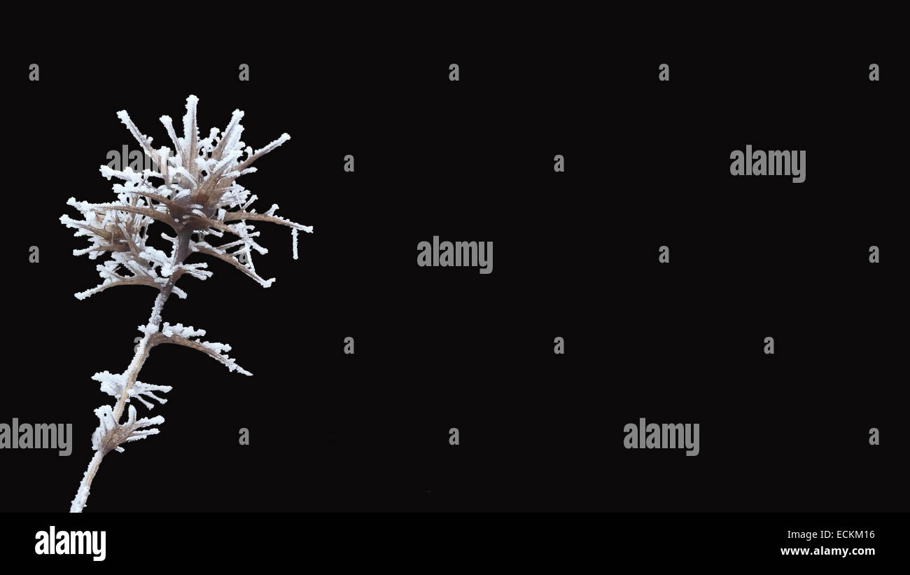 Frozen prickle isolated on black background Stock Photo - Alamy