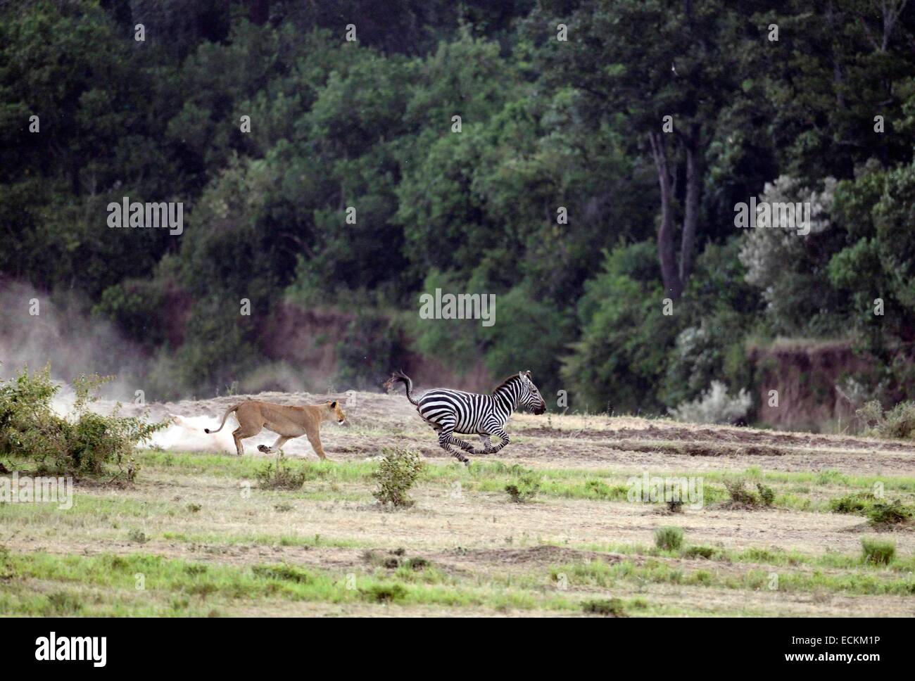 Lion chasing zebra hi-res stock photography and images - Alamy