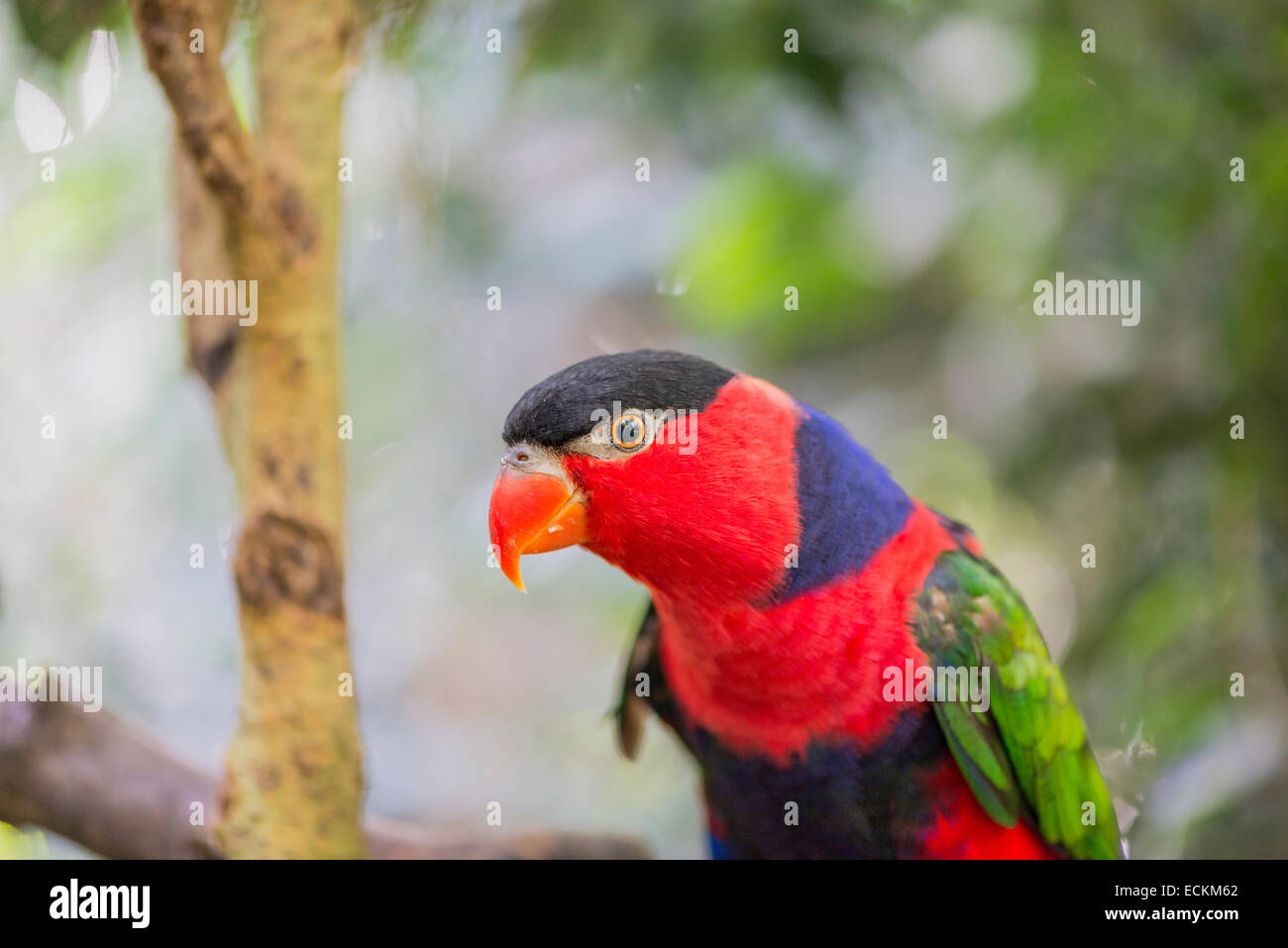 Lorius lory hi-res stock photography and images - Alamy