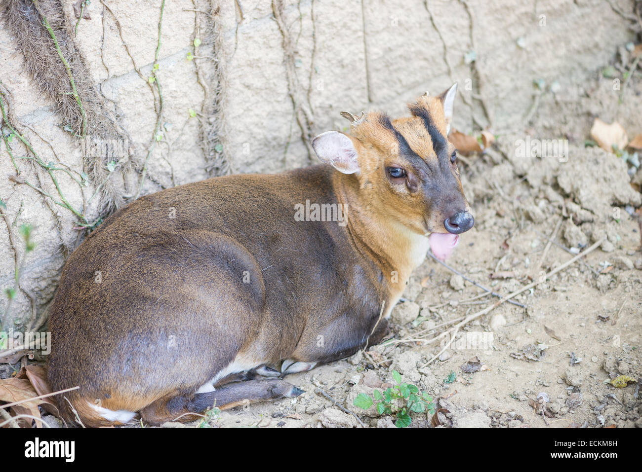 small deer lying on the ground Stock Photo - Alamy
