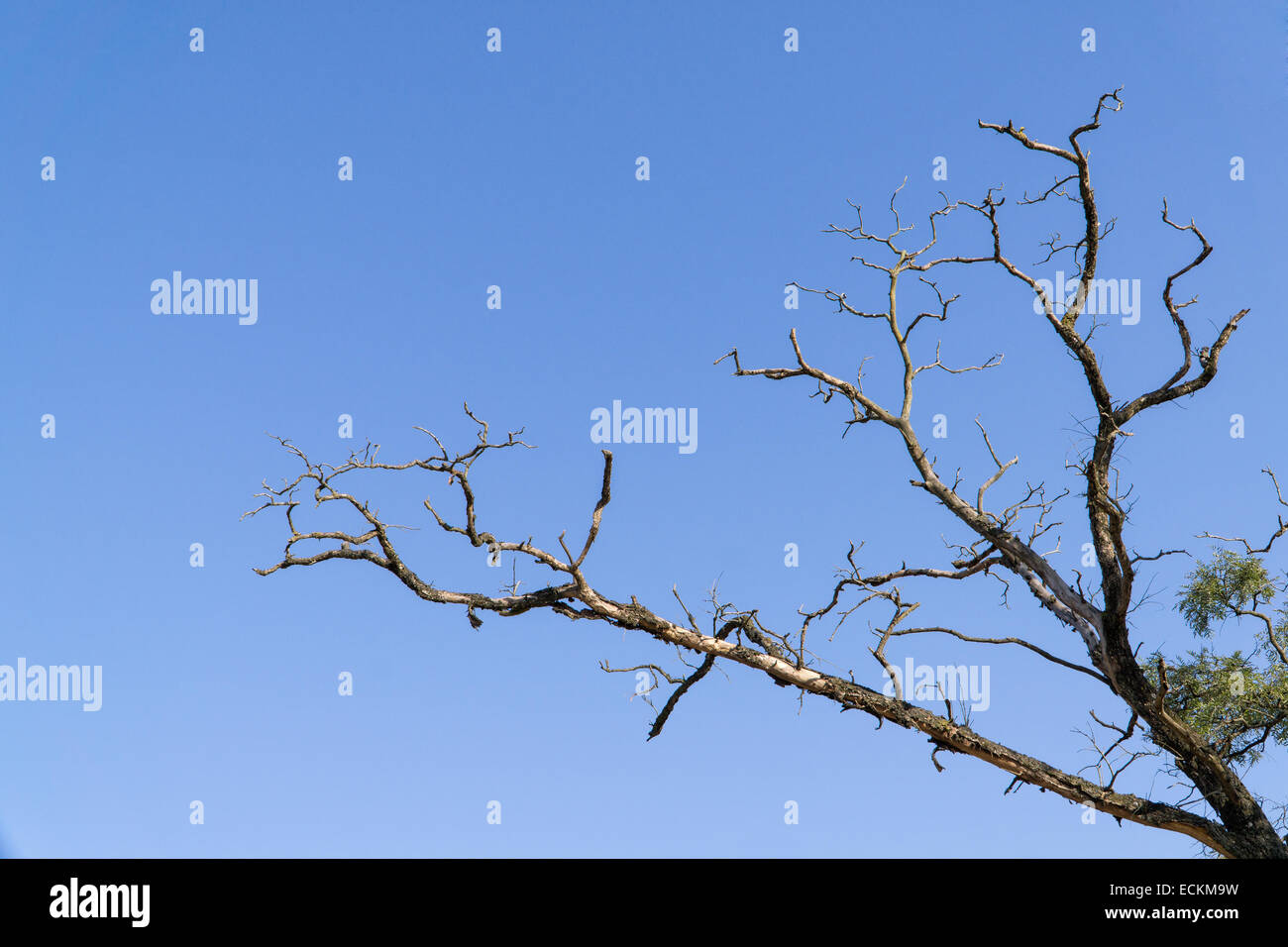 branch of dead tree on a blue sky background Stock Photo - Alamy
