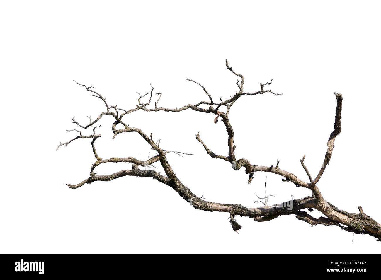 branch of dead tree, isolated on white Stock Photo - Alamy