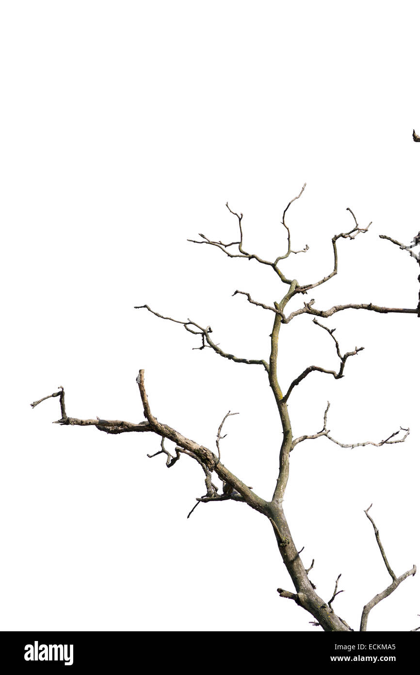 branch of dead tree, isolated on white Stock Photo - Alamy