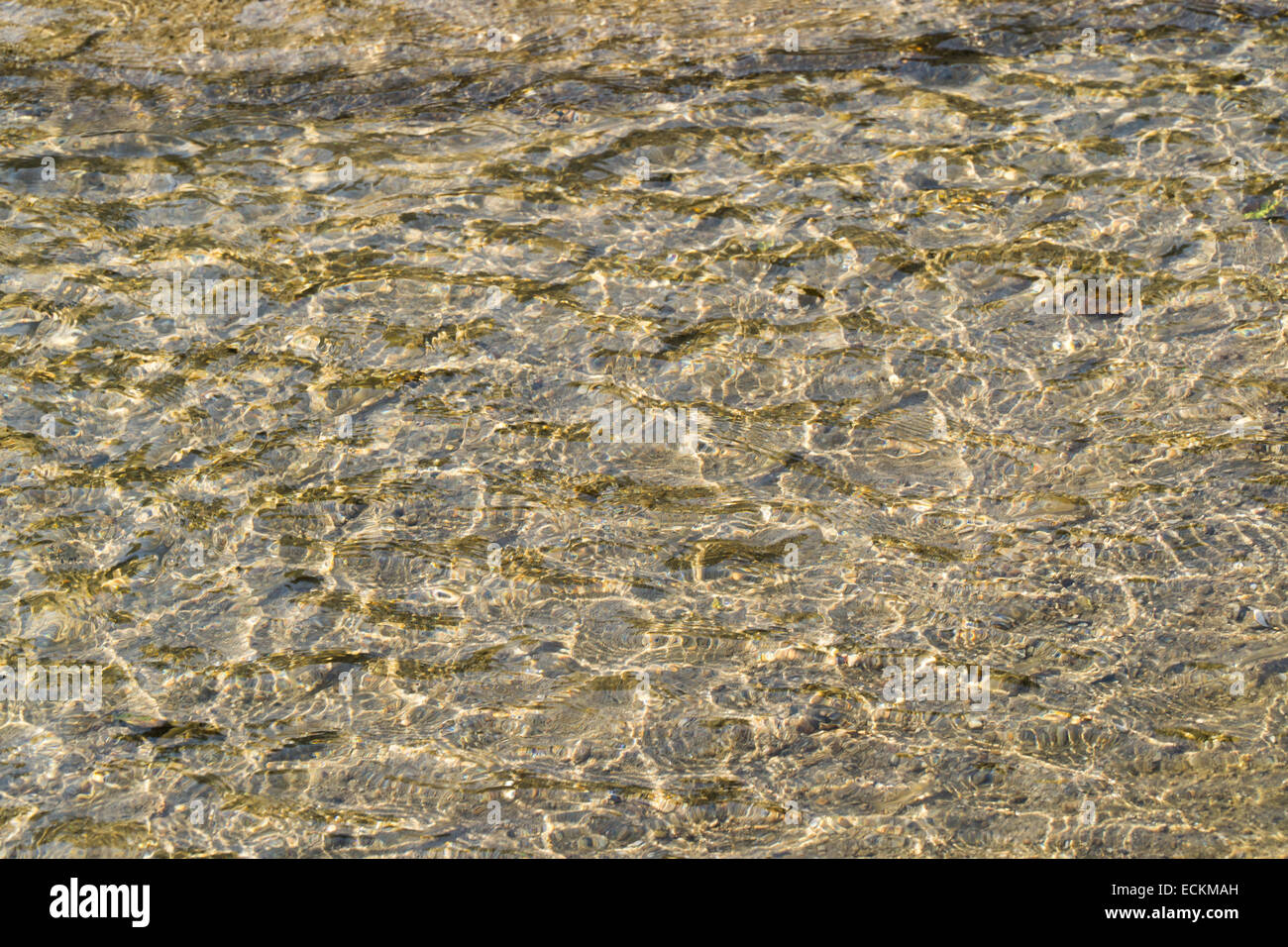 River Bottom Texture