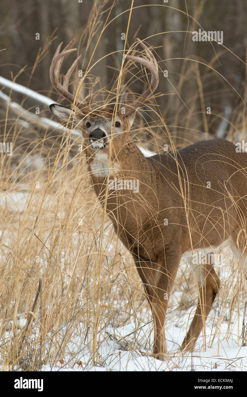 A large Whitetail Buck Stock Photo - Alamy