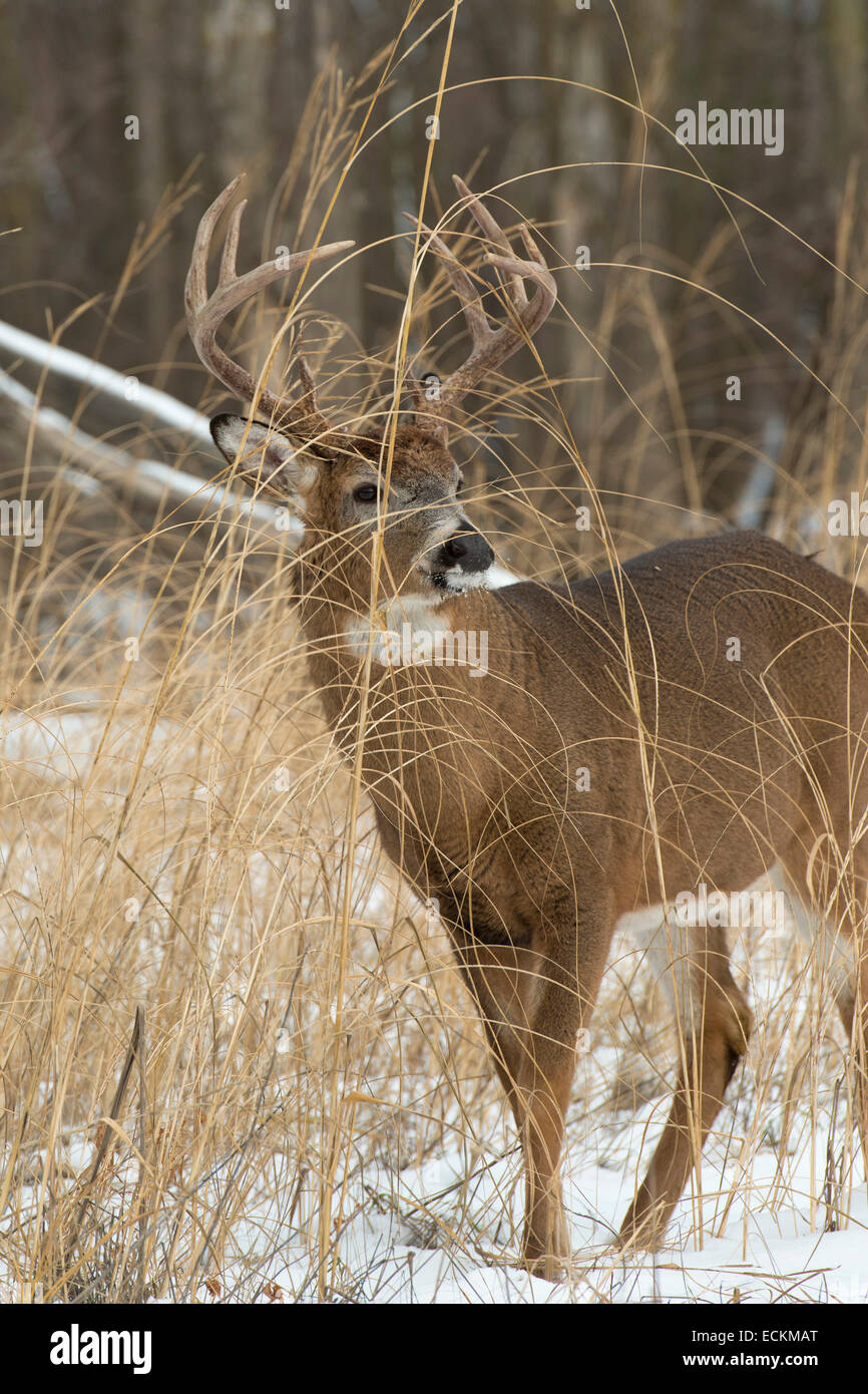 A large Whitetail Buck Stock Photo - Alamy