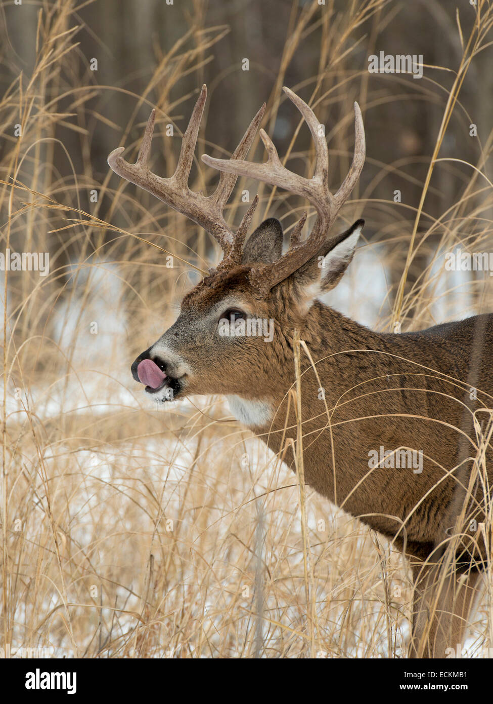 A large Whitetail Buck Stock Photo - Alamy