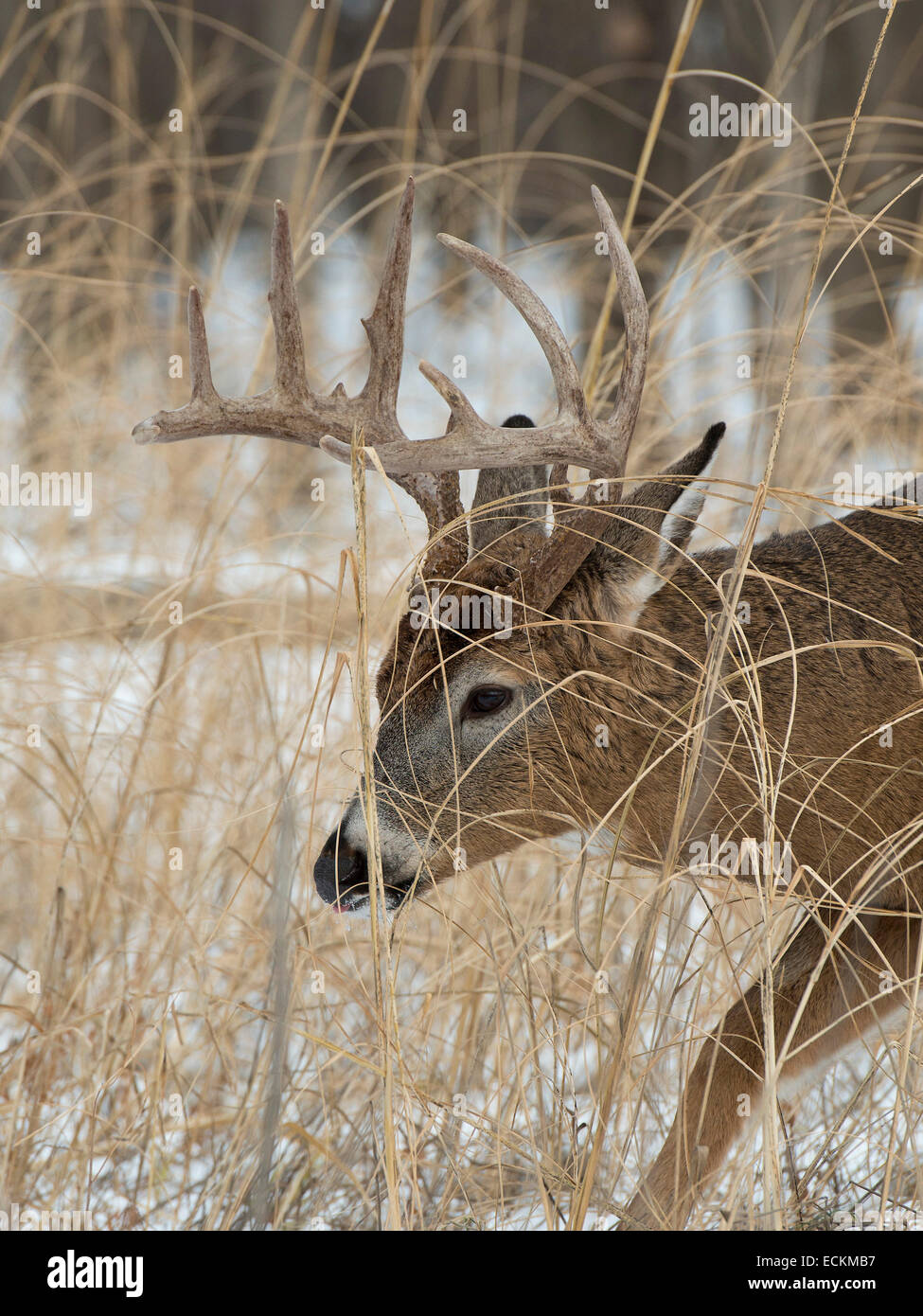 A large Whitetail Buck Stock Photo - Alamy