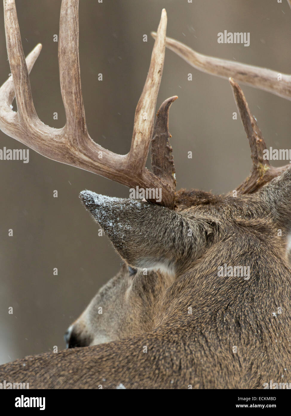 A large Whitetail Buck Stock Photo - Alamy