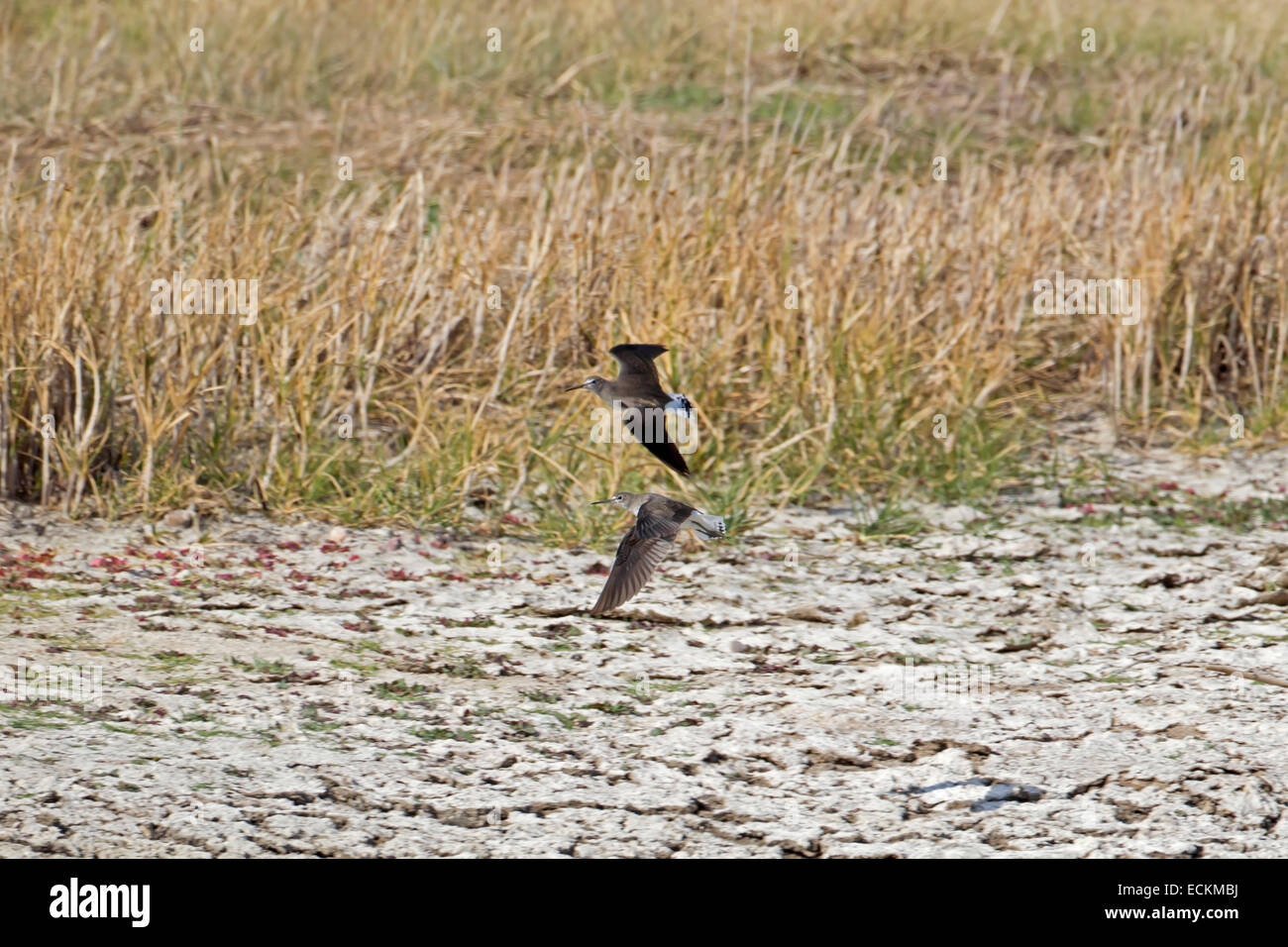 Sandpipers in flight hi-res stock photography and images - Alamy