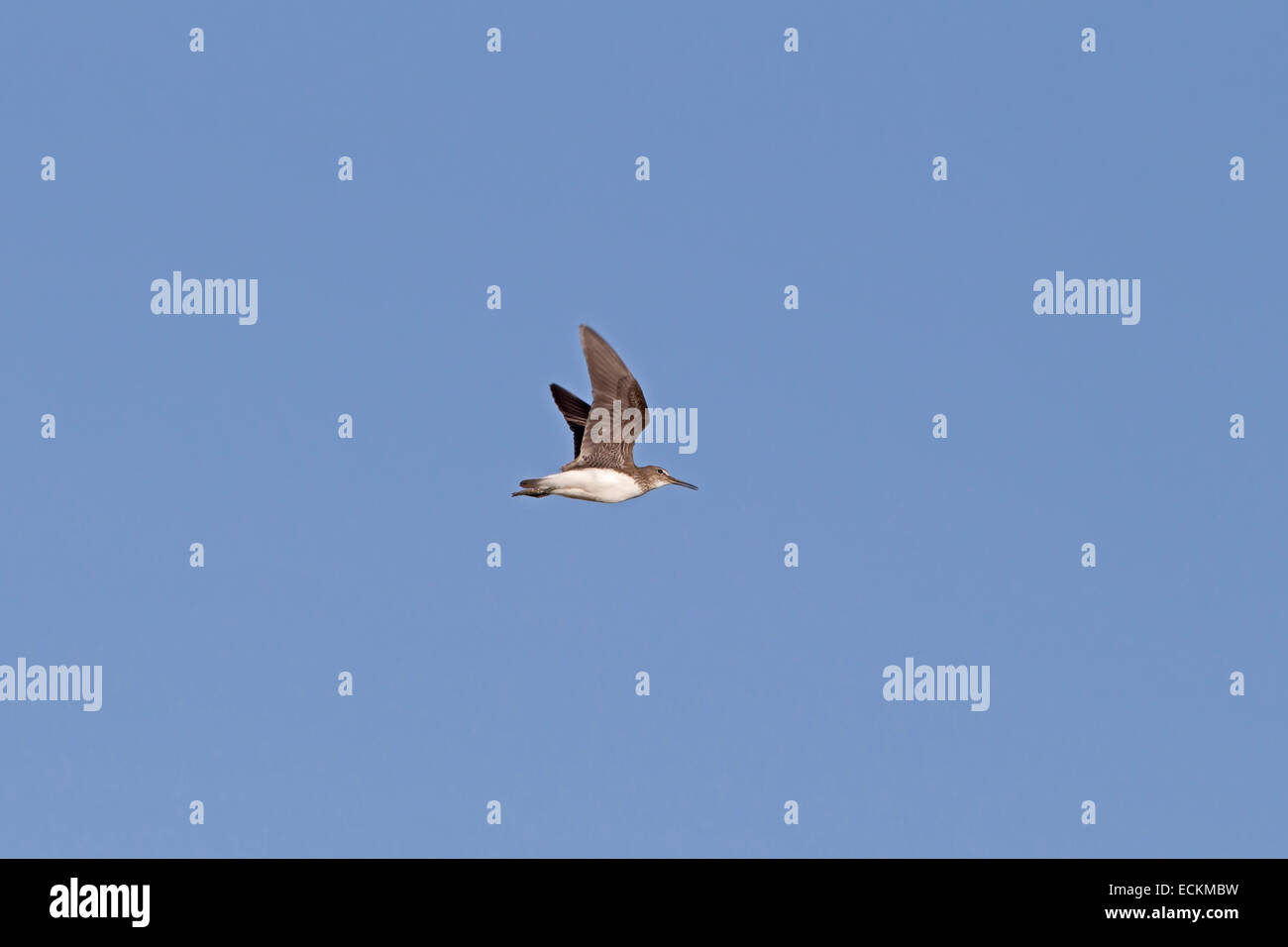 Sandpipers in flight hi-res stock photography and images - Alamy