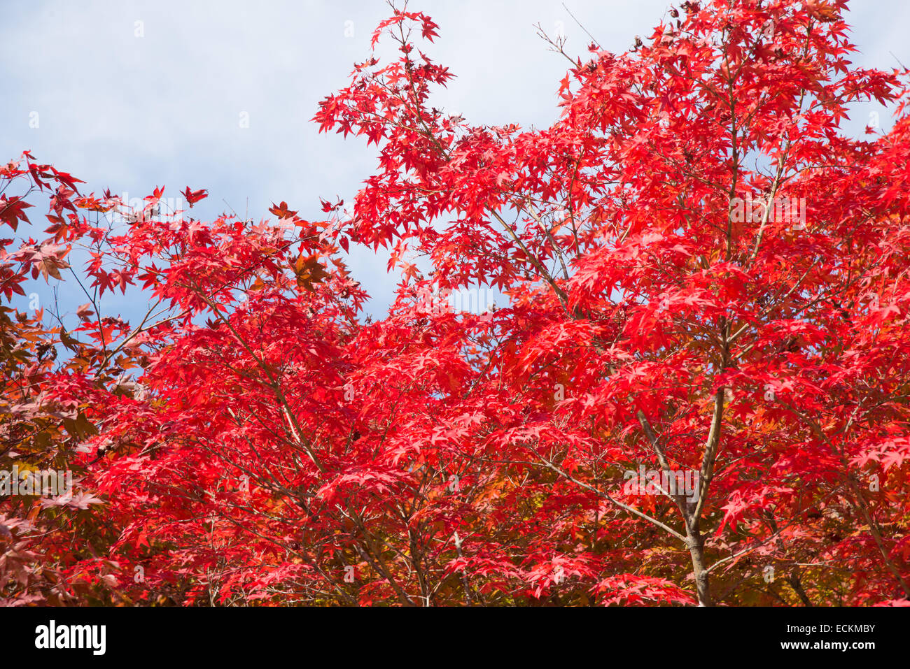 red fall foliages in outdoor in sunny day Stock Photo - Alamy