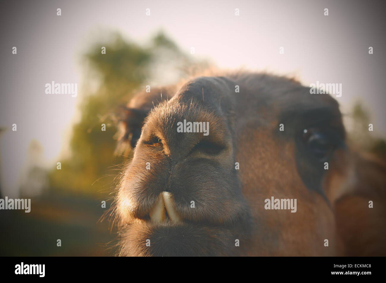 closeup of llama ( Lama glama ) teeth with vintage effect, instagram ...
