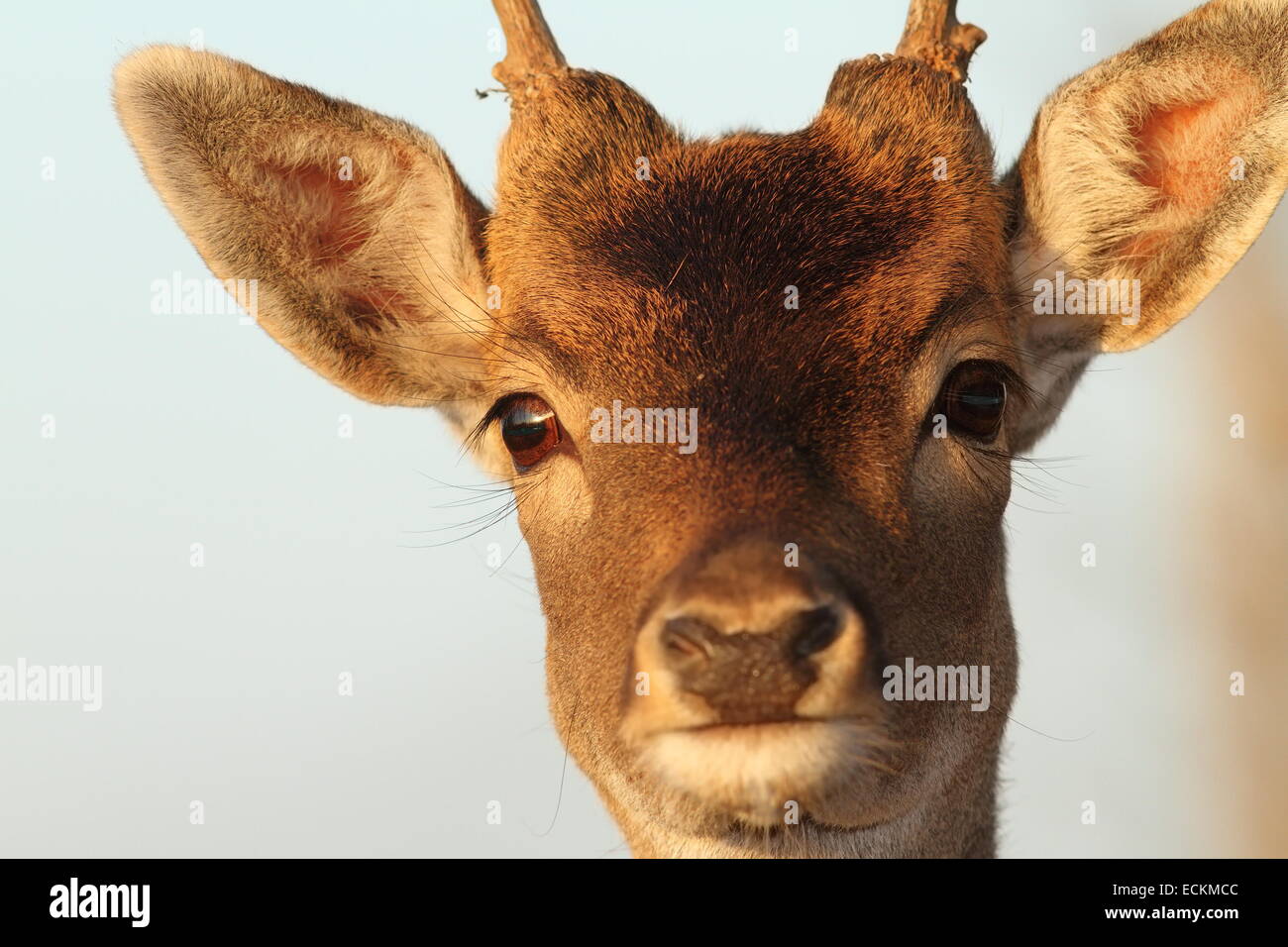 funny portrait of a fallow deer buck ( Dama Stock Photo - Alamy