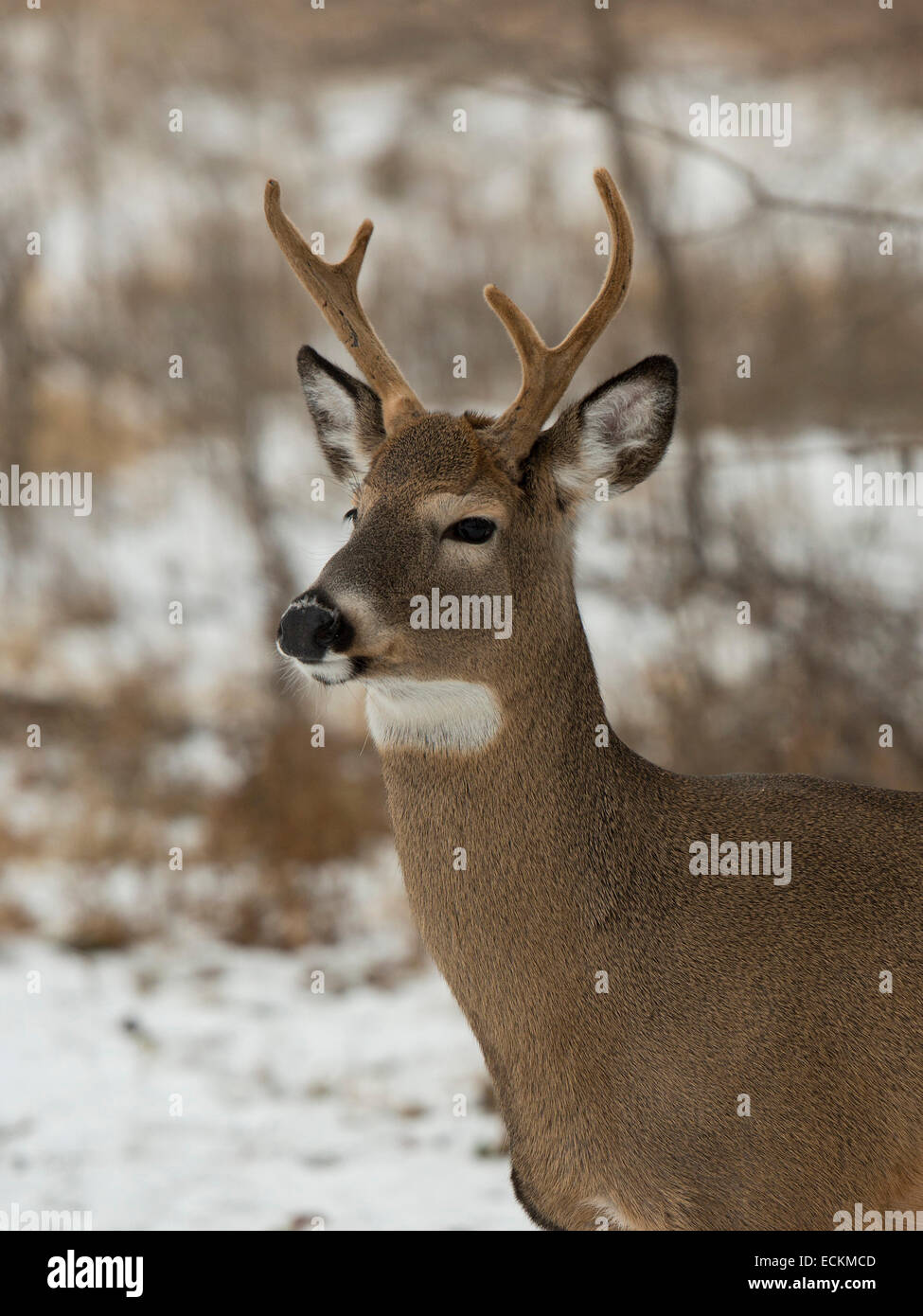 A whitetail Doe with velvet antlers Stock Photo - Alamy