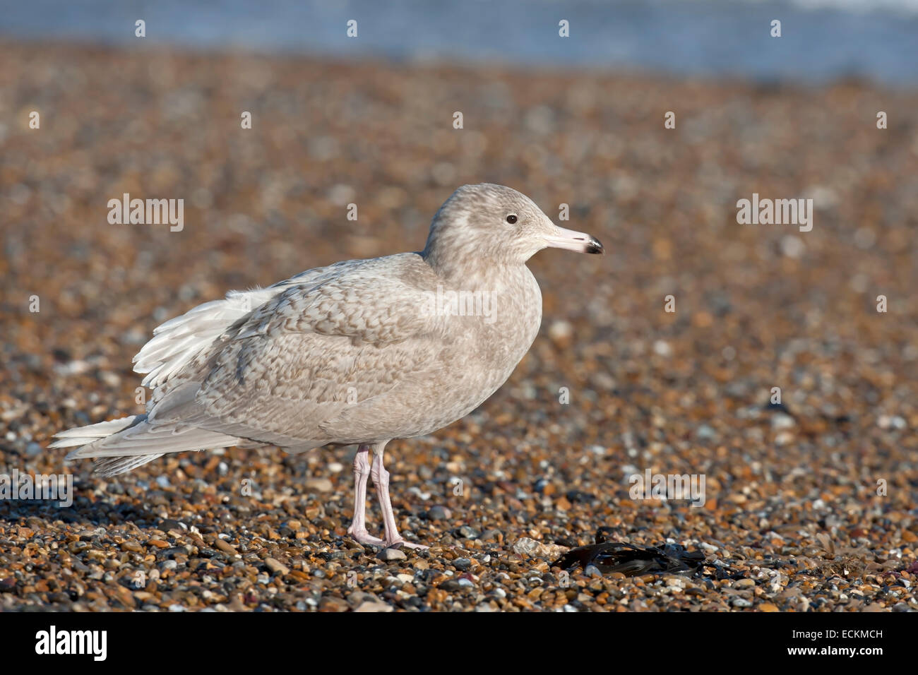 Glaucous Gull - Larus hyperboreus - 1st winter Stock Photo - Alamy
