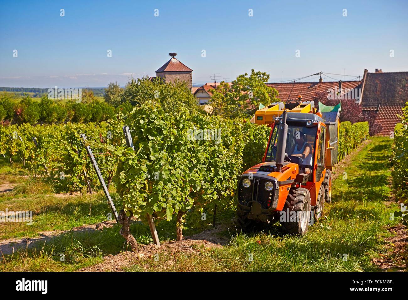 Grape harvesting machine hi-res stock photography and images - Alamy