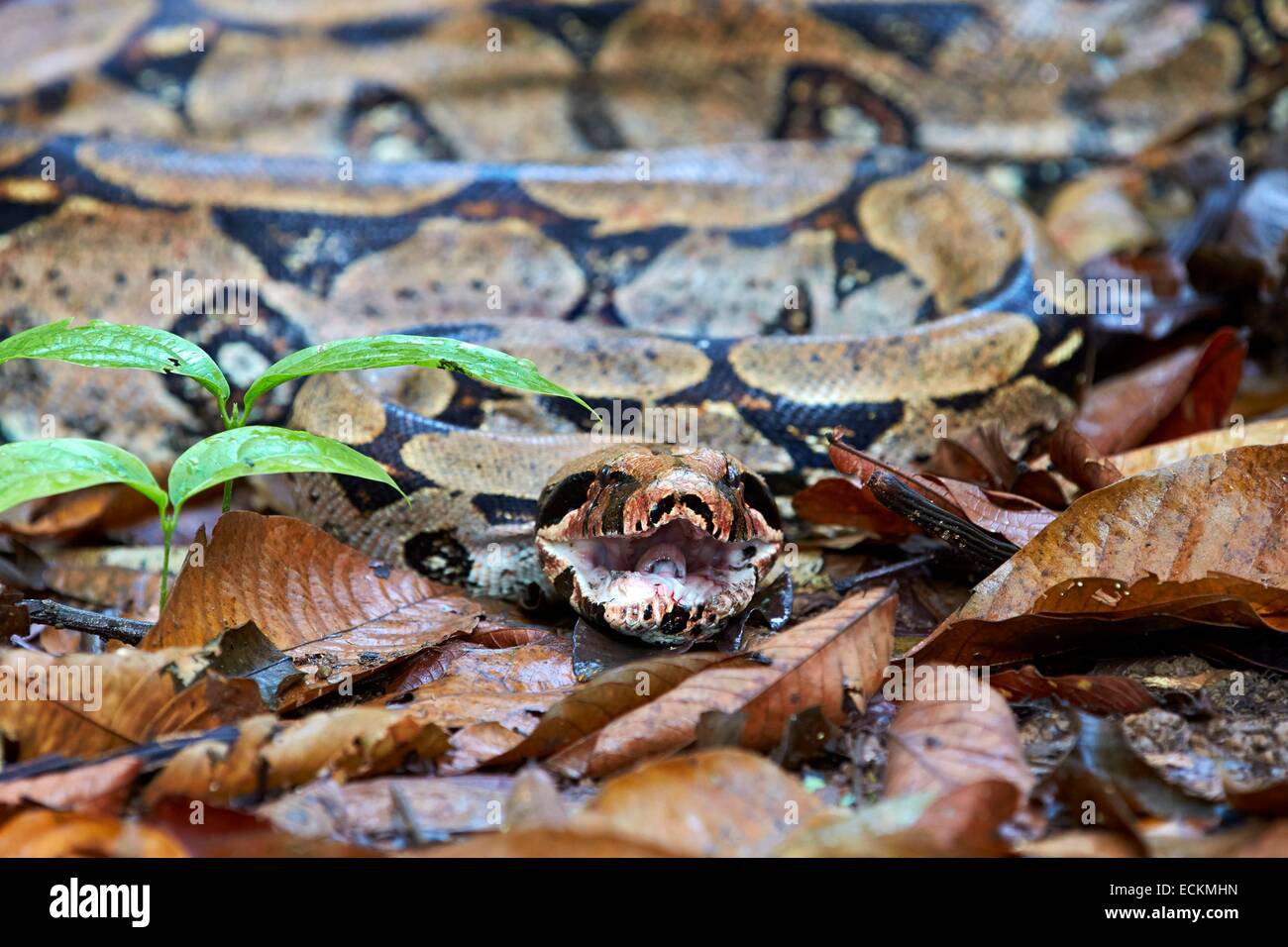 Brazil, Amazonas state, Amazon river basin, Boa constrictor (Boa ...