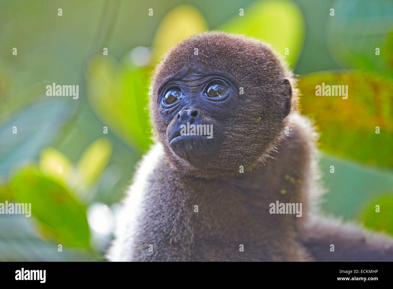 Brazil, Amazonas state, Amazon river basin, Brown woolly monkey, Common ...