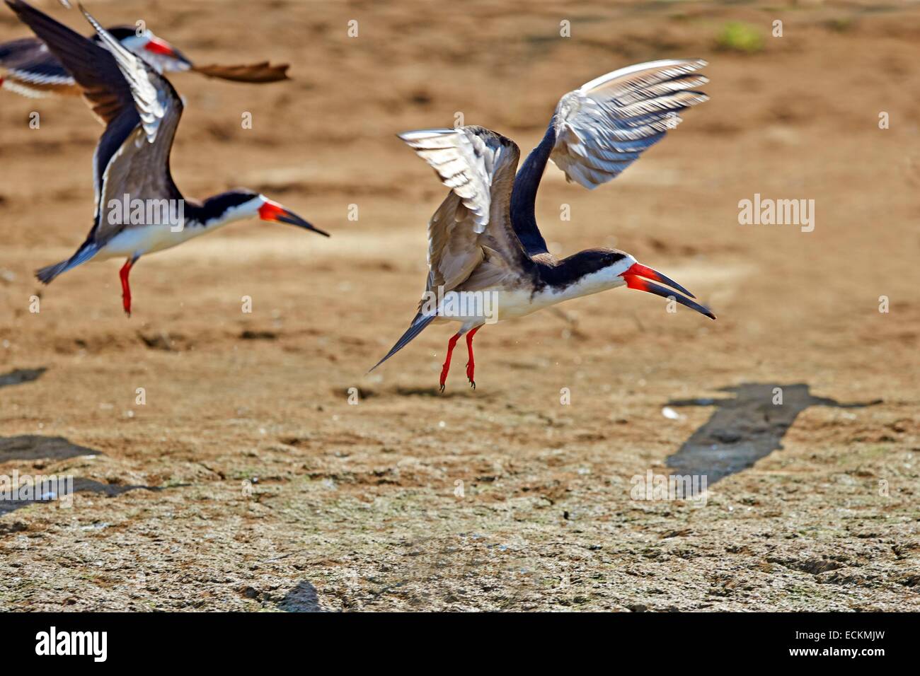 Brazil, Amazonas state, Amazon river basin, Black Skimmer (Rynchops ...