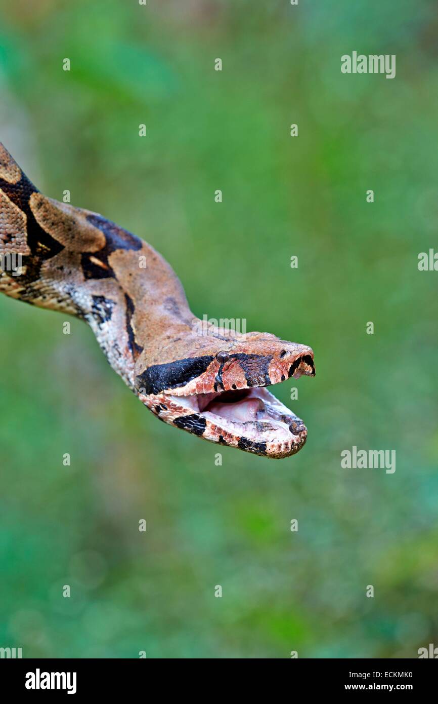 Brazil, Amazonas state, Amazon river basin, Boa constrictor (Boa ...