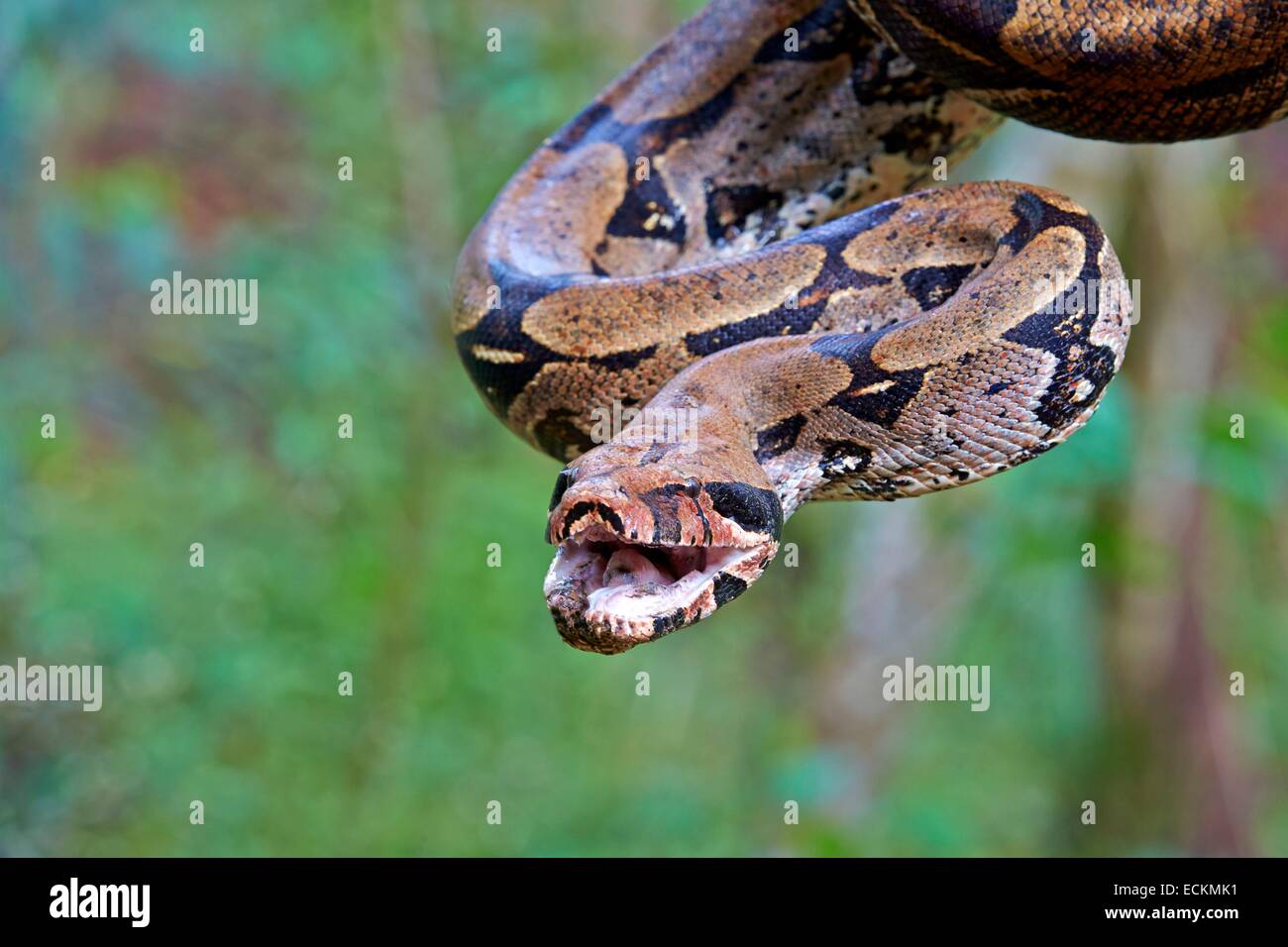 Brazil, Amazonas state, Amazon river basin, Boa constrictor (Boa ...