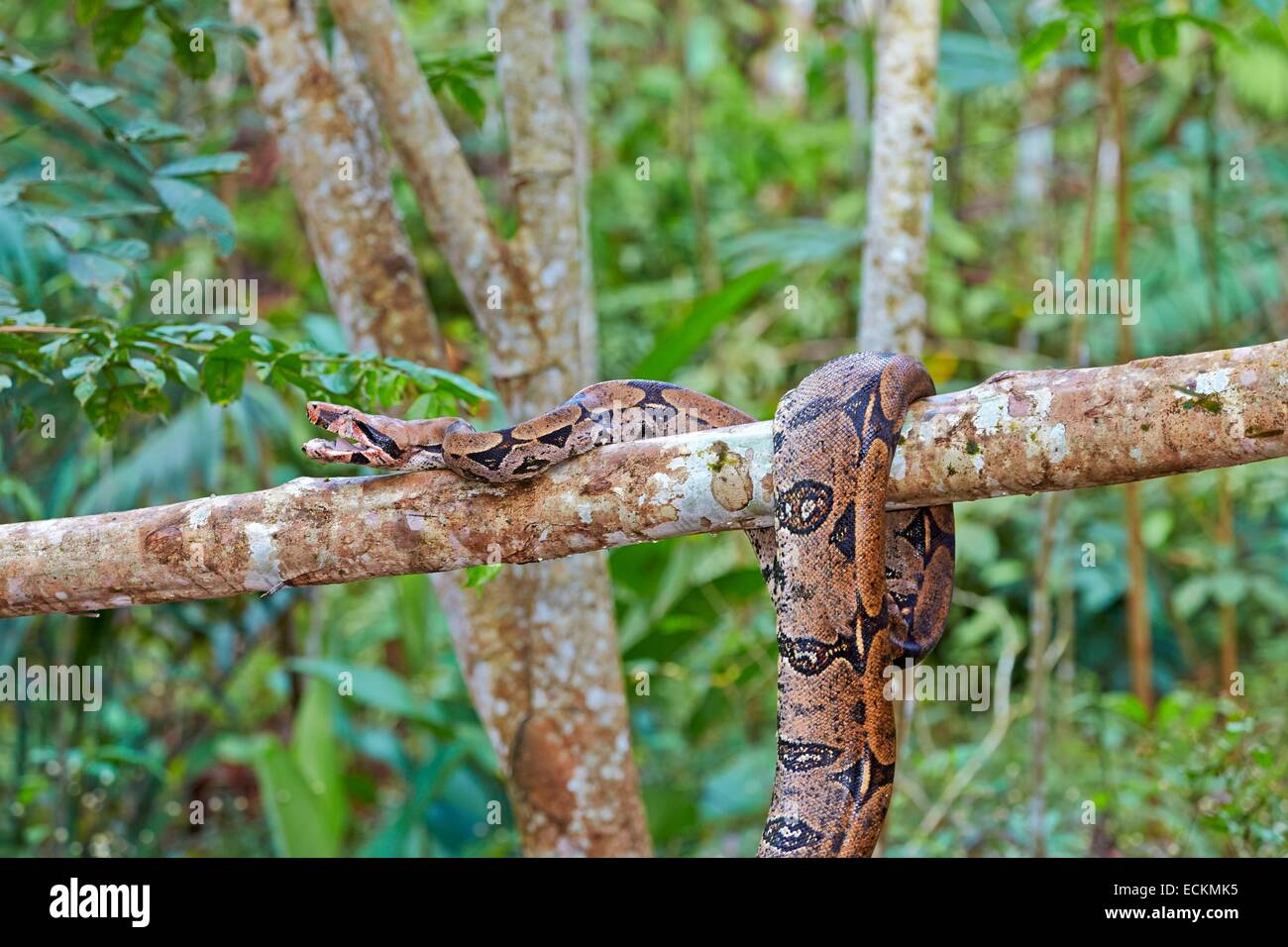 Brazil, Amazonas state, Amazon river basin, Boa constrictor (Boa ...