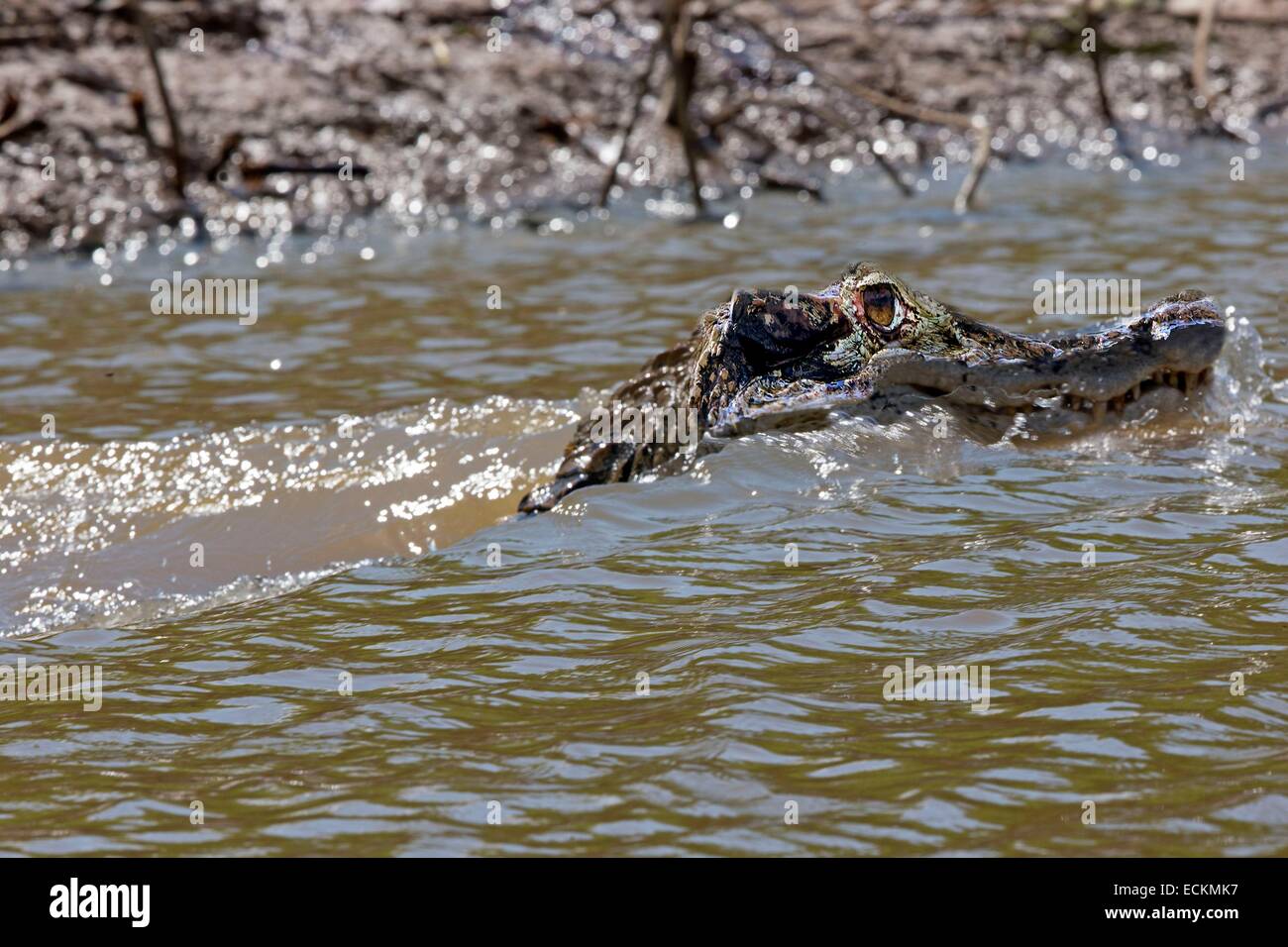Black Caiman Amazon Rainforest
