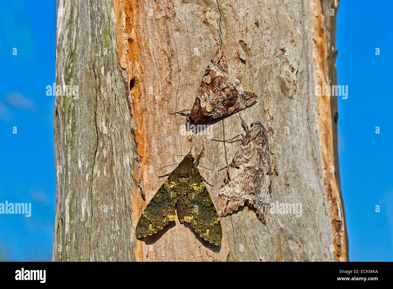 Brazil, Amazonas state, Amazon river basin, Moth, perched on a tree ...