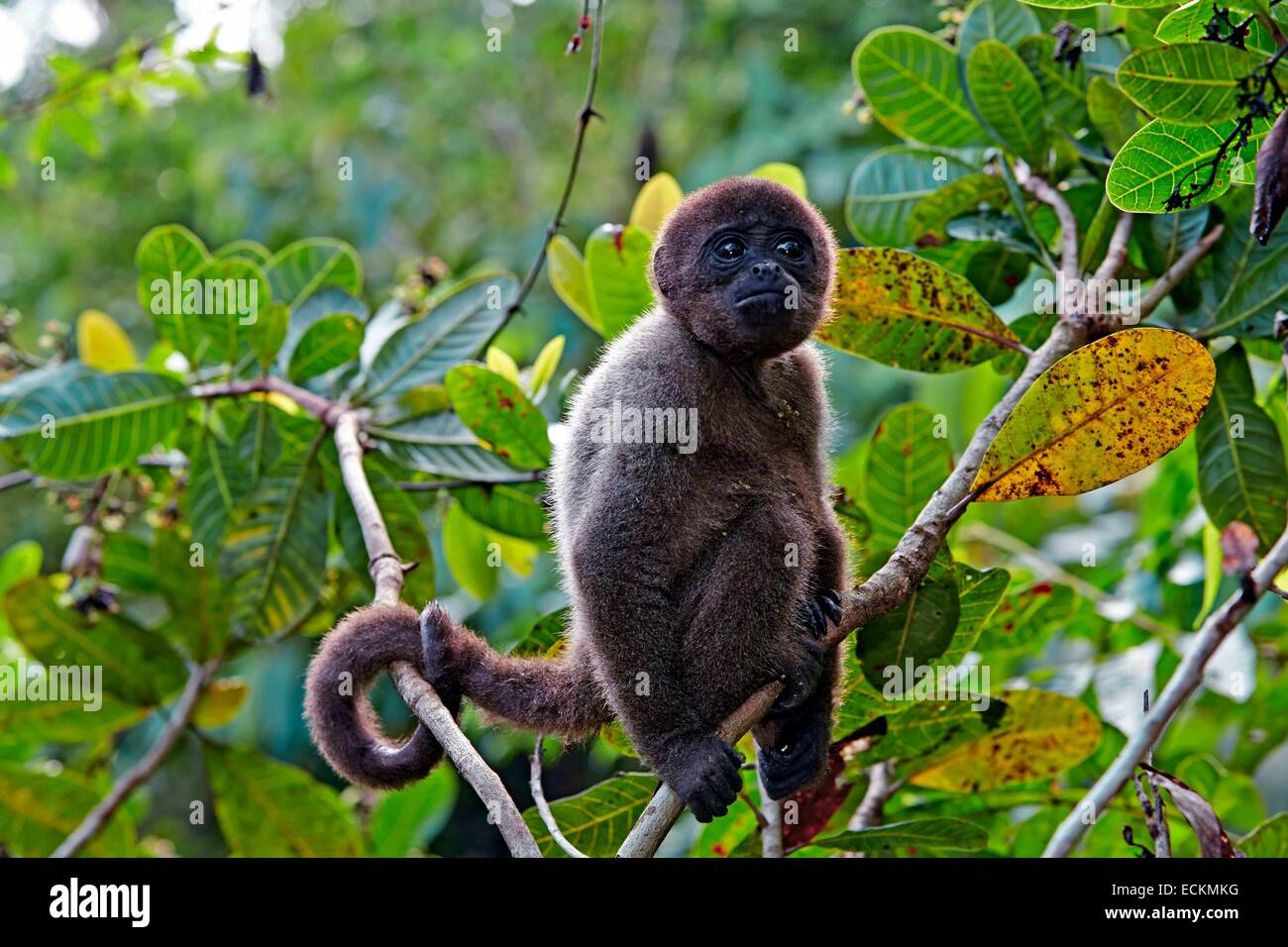 Brazil, Amazonas state, Amazon river basin, Brown woolly monkey, Common ...