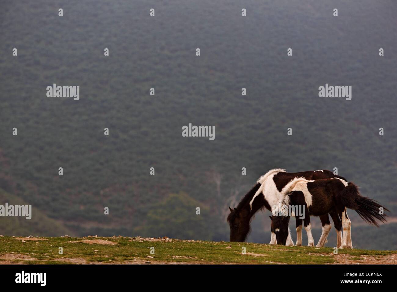 France, Pyrenees Atlantiques, Basque Country, Ainhoa, pony race pottok ...